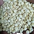 Amazon.com : 100 Seeds - Waxy Corn Seeds or Sticky Corn Seeds for ...