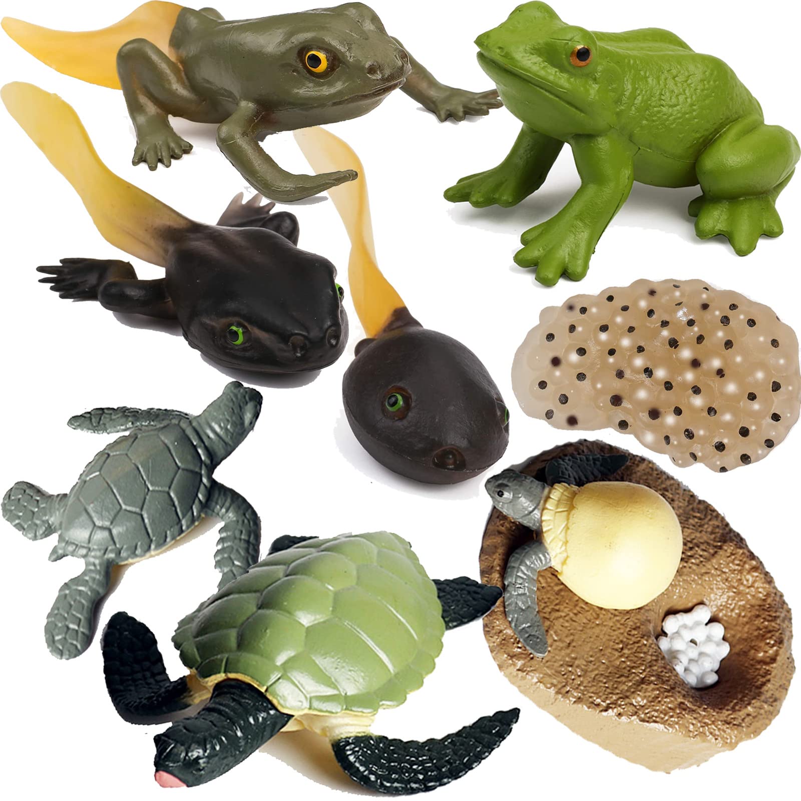 Gemini&Genius Life Cycle of Frog and Sea Turtle Toys, Insect Growth ...