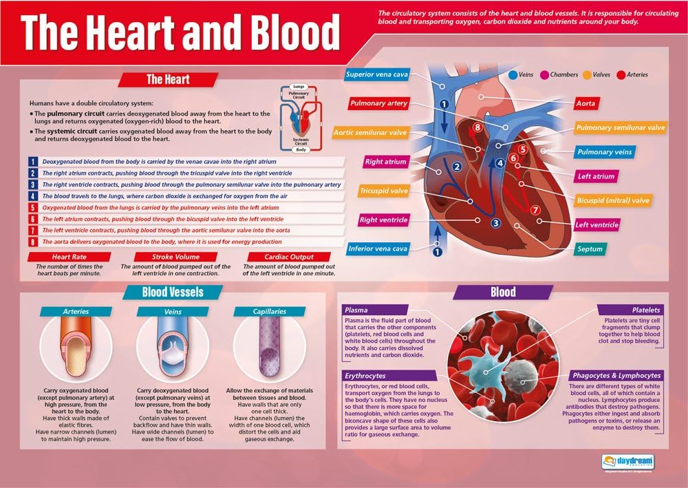The Heart and Blood | Science Posters | Laminated Gloss Paper measuring ...