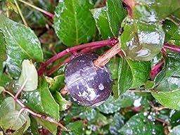 Cutting Globe Plant Propagator 11 Piece Set - Grow Roots on Plant ...