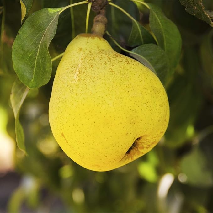 Amazon.com : Beurre D'Anjou Pear (Pyrus) Tree, Live Bareroot Semi-Dwarf ...