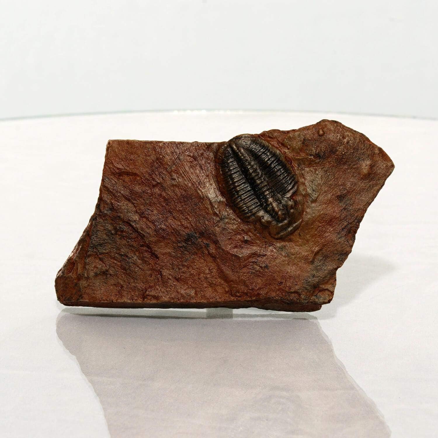 Small Trilobite in Stone Resin Fossil Replica – BigaMart