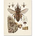 Amazon.com: Bee Diagram - Perfect Educational Poster for Homeschool or ...