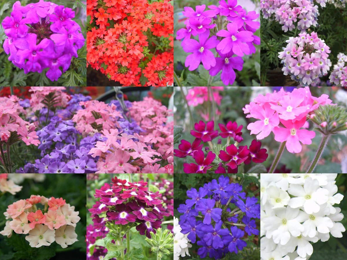 Verbena Mixed Collection 10 plug plants from Plugplants4u: Amazon.co.uk ...