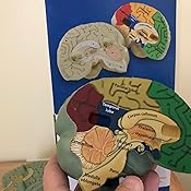 Learning Resources Cross-section Brain Model, Classroom Demonstration ...