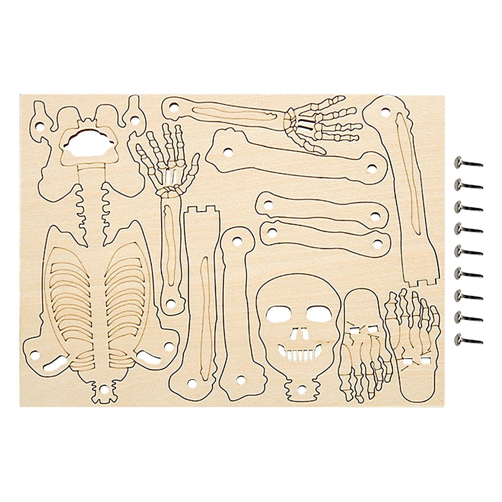 Mua Anatomy Human Skeletal Model,Children Human Body Model,Small ...