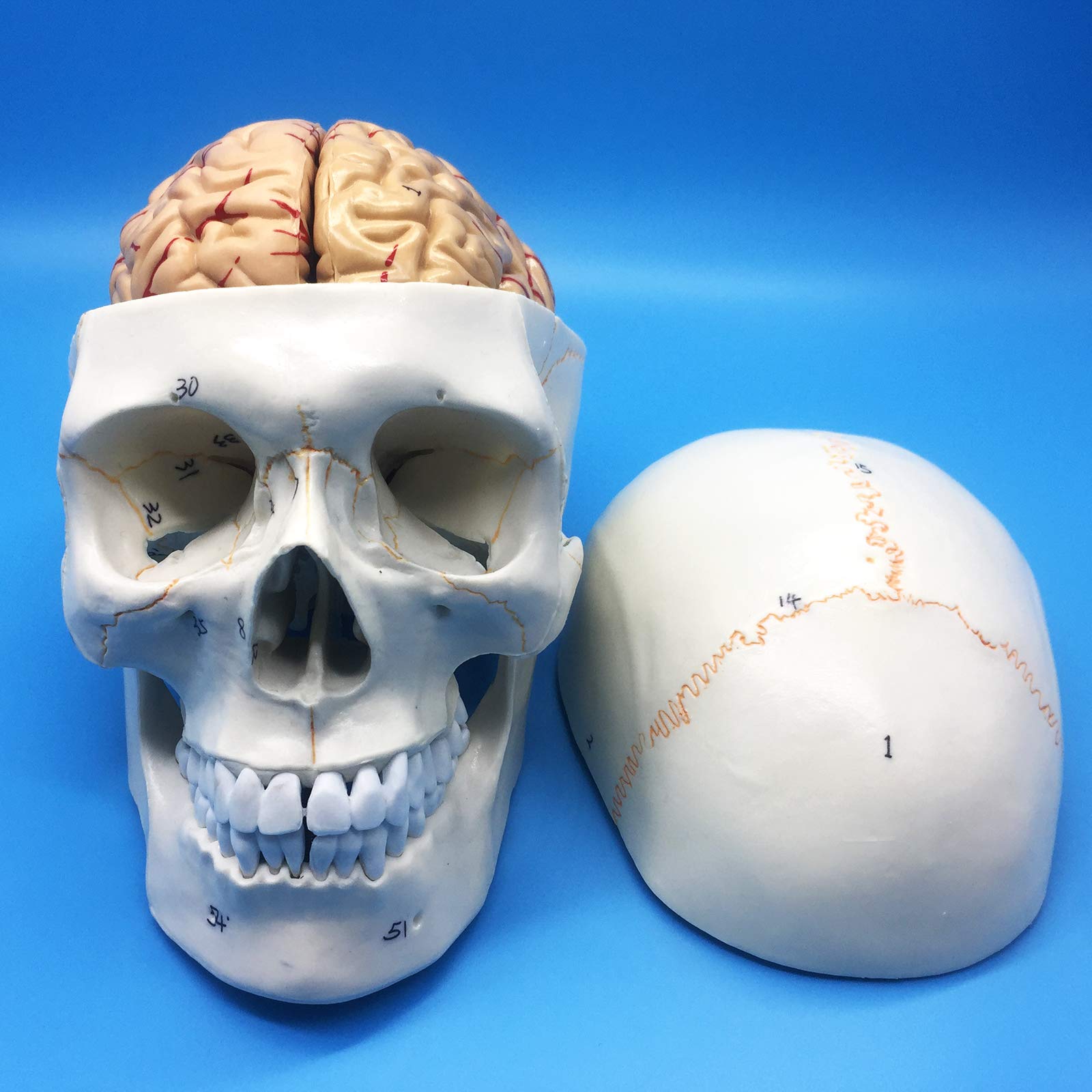 Mua Learning Resources Human Skull and Brain Anatomical Model ...