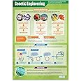 Amazon.com : Daydream Education Genetic Engineering | Science Posters ...
