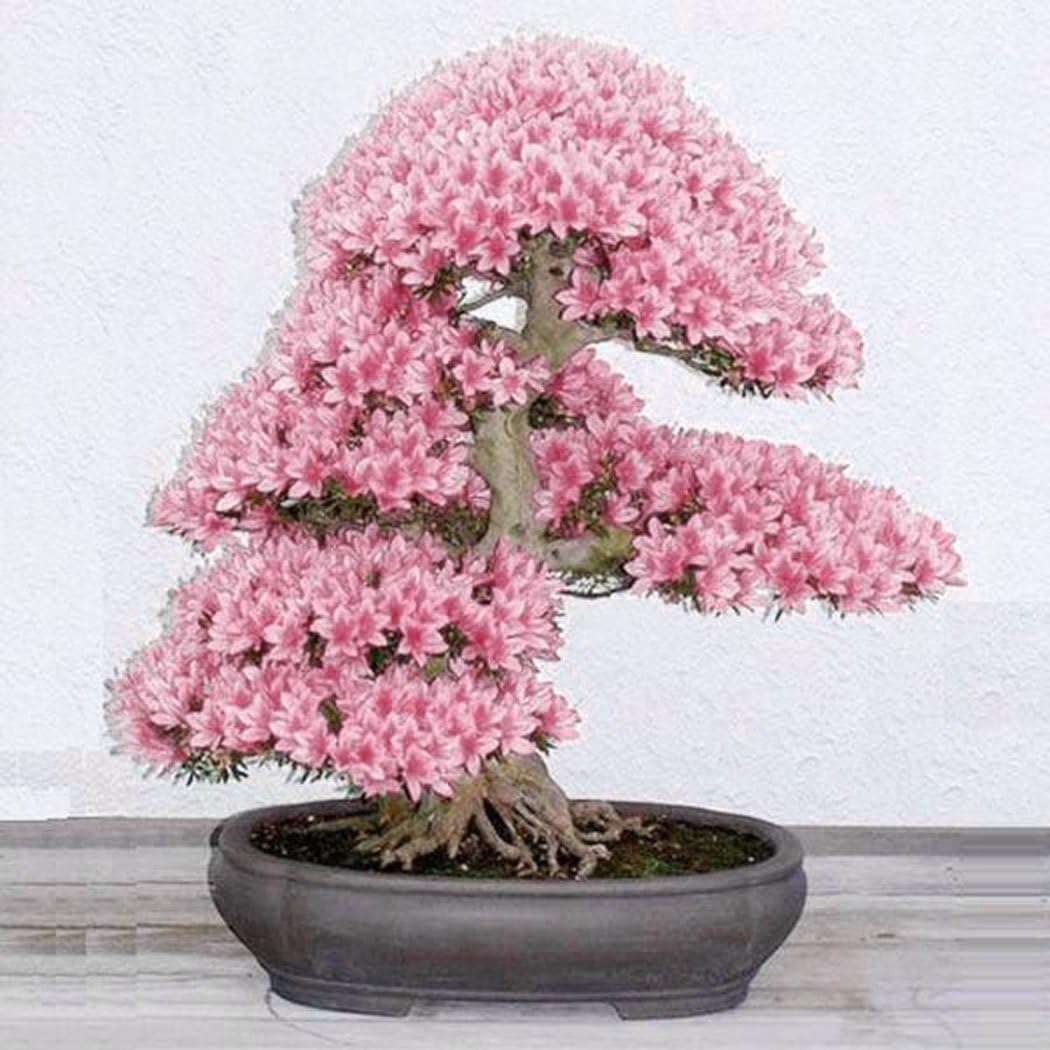 Yukio SEED CORNER - Rare 10pcs Japanese Cherry Blossom Tree Sakura ...