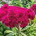 Amazon.com : 300+ Rare Mixed Cockscomb Seeds for Planting : Patio, Lawn ...