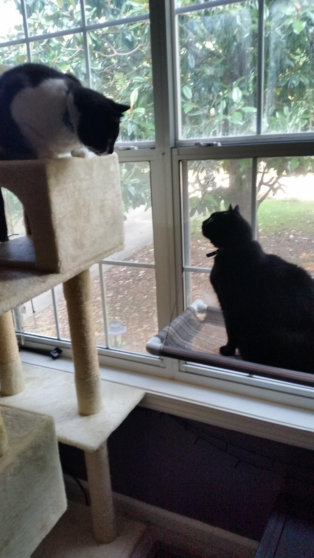 Pictures – Kitty Cot Original™