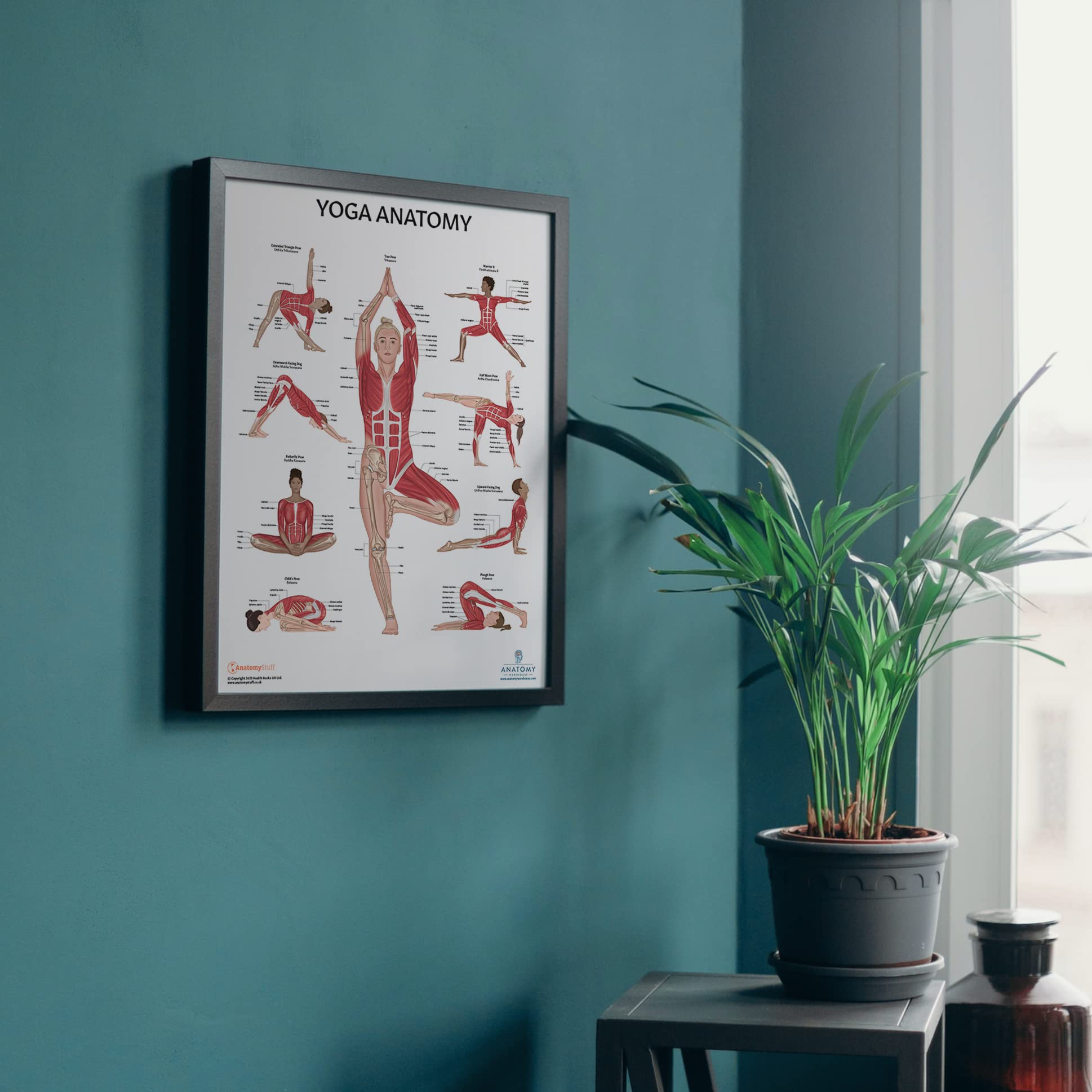 Mua Yoga Anatomy Poster, LAMINATED, Anatomy and Physiology Posters ...