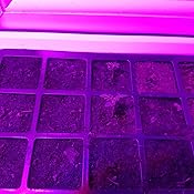 Growth Technology Root Riot - Pack of 24: Amazon.co.uk: Garden & Outdoors