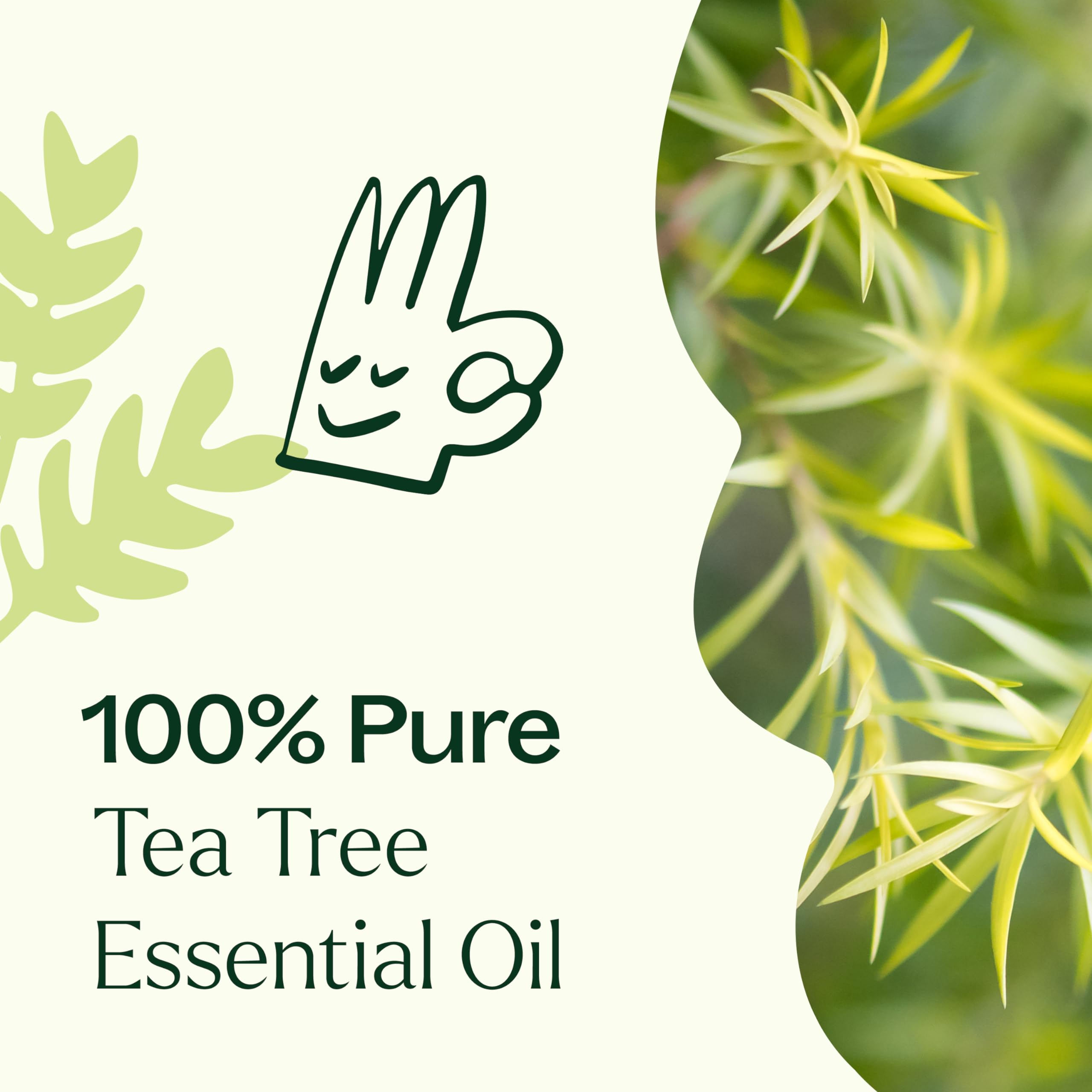 Mua Plant Therapy Tea Tree Essential Oil – 100% Pure, Undiluted ...