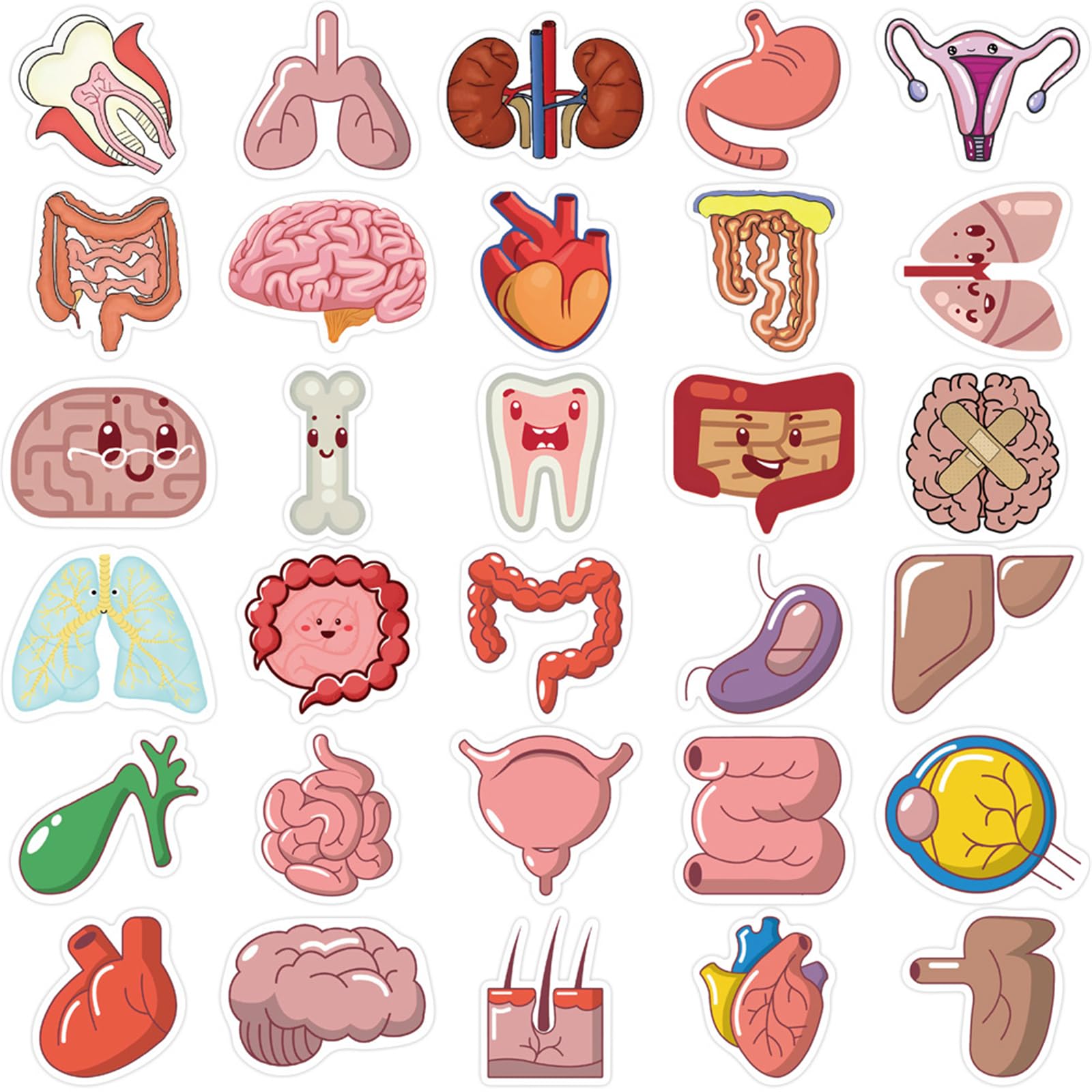 Mua 50Pcs Anatomy Stickers, Human Anatomy Decals Organs Stickers Pack ...