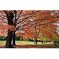 Amazon.com : 3 Sugar Maple Trees - 6-12" Tall Live Plants - Hardy Maple ...