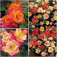 Amazon.com : Climbing Rose Plant, Joseph's Coat, Orange & Yellow, Nice ...