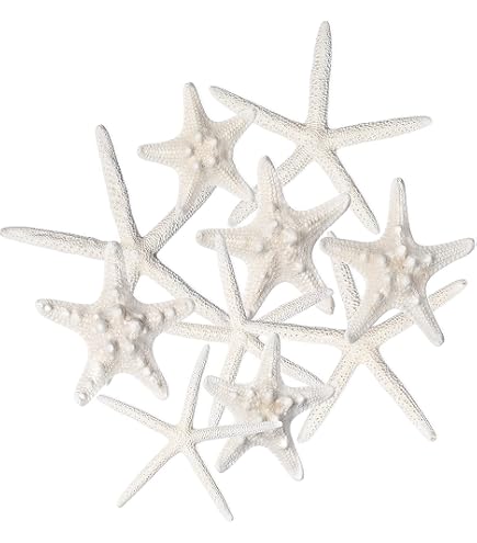 Imperfect Sand Dollars 15 - 2-3.25 Inch Real Seashells For Crafts ...