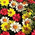 Amazon.com : Outsidepride Zahara Raspberry Lemonade Mix Zinnia Seeds ...