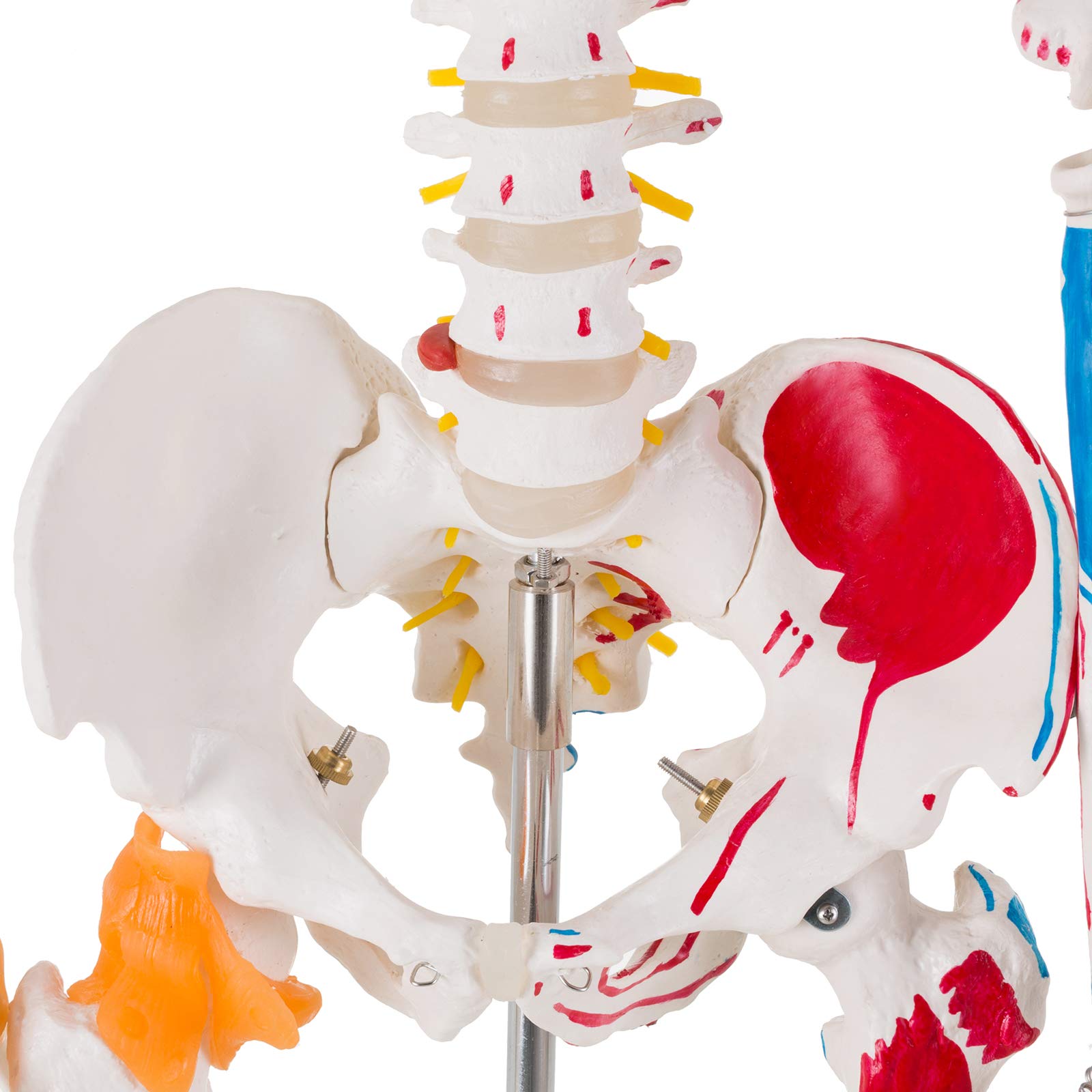 Mua Ultrassist Human Skeleton Model, Life Size Anatomical Skeleton ...