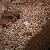 Megazorb Animal Bedding 85 Litres: Amazon.co.uk: Pet Supplies