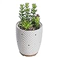 Amazon.com: Essential Oil Diffuser, Artificial Succulent Plants Potted ...