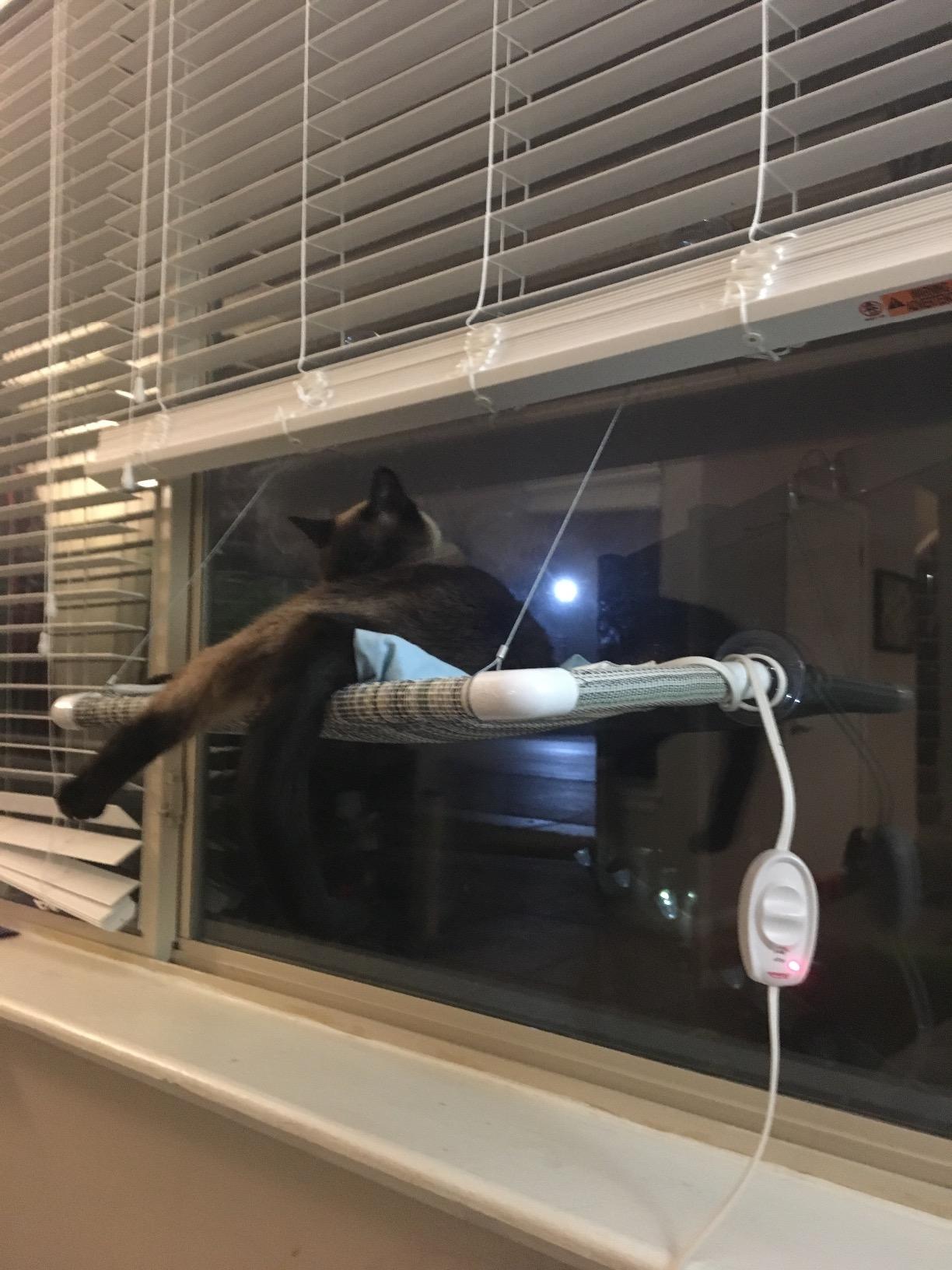 Pictures – Kitty Cot Original™