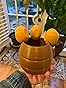 Amazon.com: ONESHOT3D Exeggutor Planter Flower Pot - Gift Idea Gamers ...