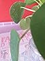 Mini - Pilea peperomioides - Chinese Money Tree - Belly Button Plant in ...