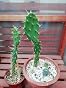 Cactus Kit - Grow Your Own Cacti Plants Indoors - Unusual Gardening ...
