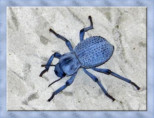 Live Desert Ironclad Beetle - Blue Death Feigning Beetle - Educational ...
