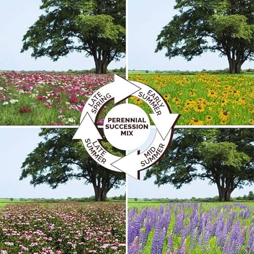 Eden Brothers Endless Summer Perennial Succession Flower Mixed Seeds ...