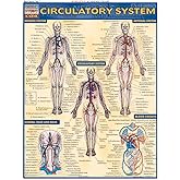 Lymphatic System (Quick Study Academic): BarCharts, Inc.: 9781572227071 ...