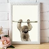 Amazon.com: Three Toed Sloth Poster Photo Cute Wild Animals Posters ...