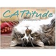 Amazon.com : Current 2026 Cattitudes Cat Wall Calendar, 12-Inch x 9 ...