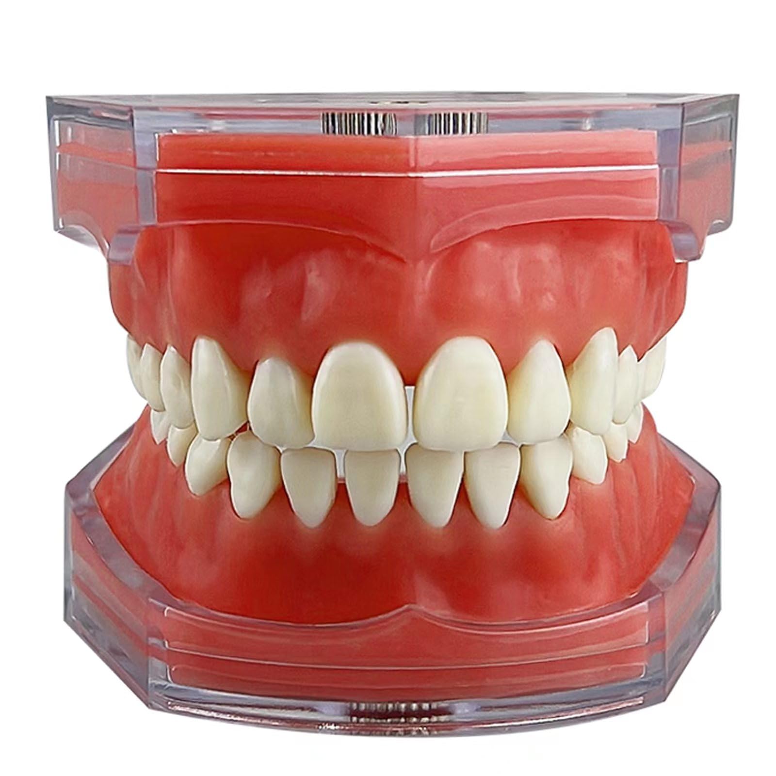 Mua Cilevizy Dental Model, Dental Model, Removable Teeth Model ...