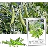 Cascadia Sugar Snap Pea Seeds, 50+ Heirloom Seeds Per Packet, (Isla's ...