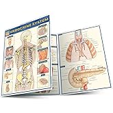 Lymphatic System (Quick Study Academic): BarCharts, Inc.: 9781572227071 ...