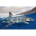 Amazon.com: Jigsaw Puzzle 1000 Piece Shark On The Water Classic Puzzle ...