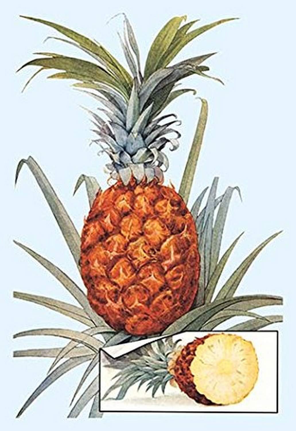 Amazon.com: Buyenlarge Pineapple - 12" X 18" Paper Poster. (Edition ...