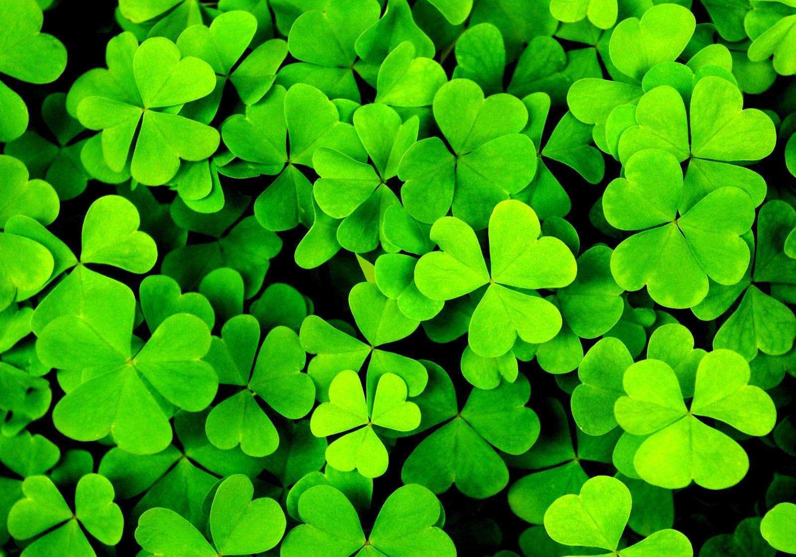 1500 Clover Seeds Irish/Trois Sheets/Shamrock Trifolium dubium ...