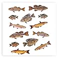Amazon.com: Fish Stickers for Kids Sticker Pack - 2 Sheets Fish ...