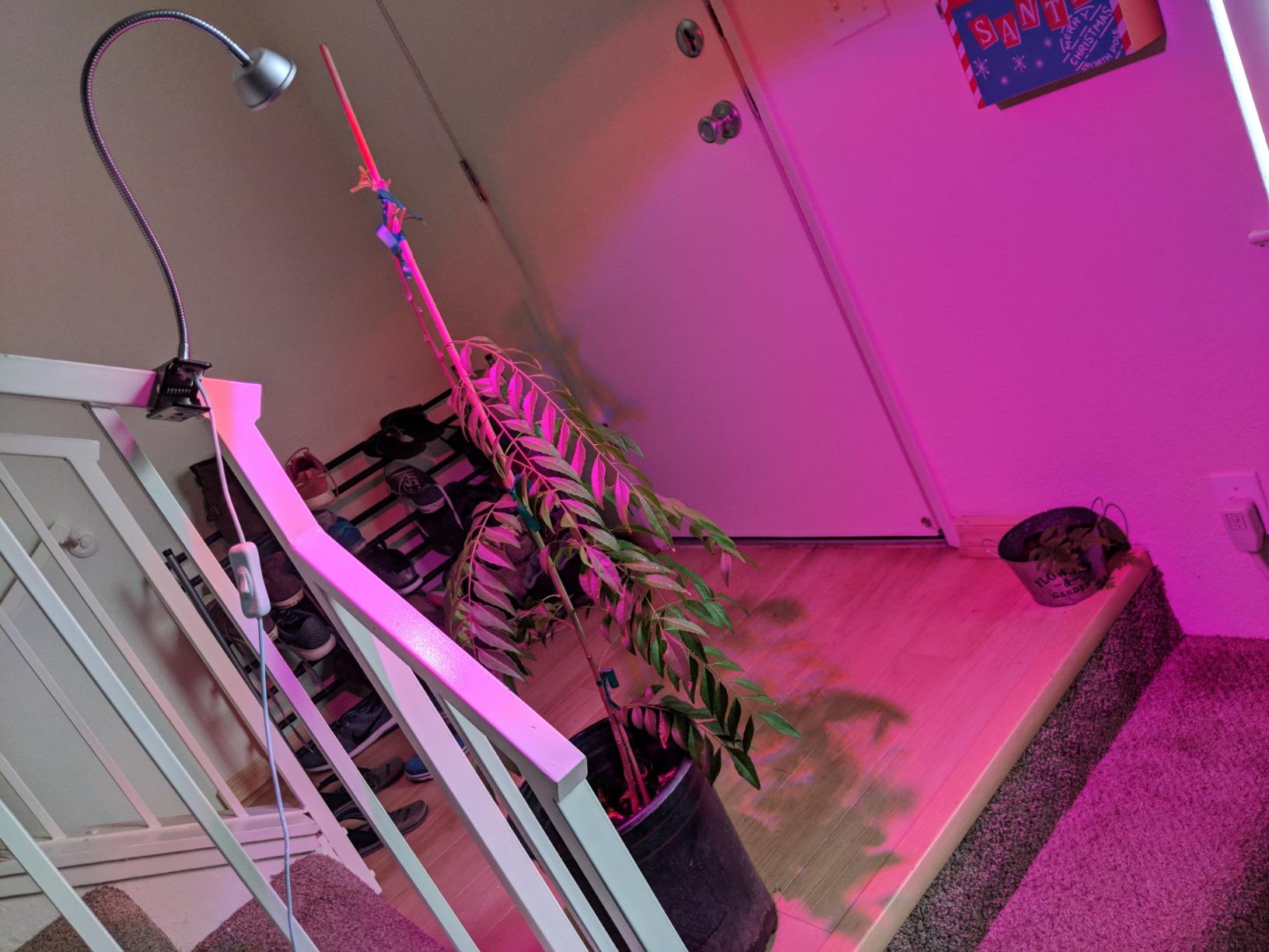 Spring Clamp LED Lamp which I hope keeps my curry-leaf plant alive ...