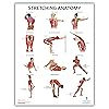 Anatomy Lab Stretching and Muscular Anatomy Poster Set - 2 PACK ...