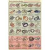 Amazon.com: Laminated Arachnida Spiders Educational Science Chart ...