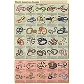 Amazon.com: AllPosters Wall Poster North American Snakes Educational ...