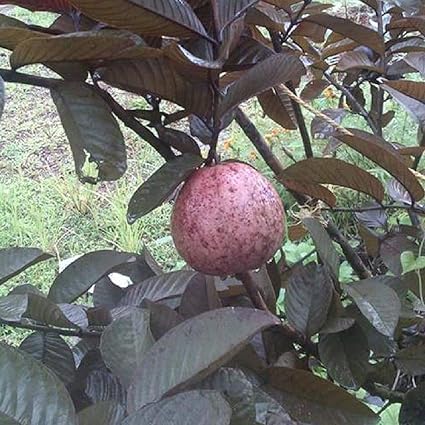 Royal Paradise Garden Rare Thailand Purple Guava Seedling Plant: Amazon ...