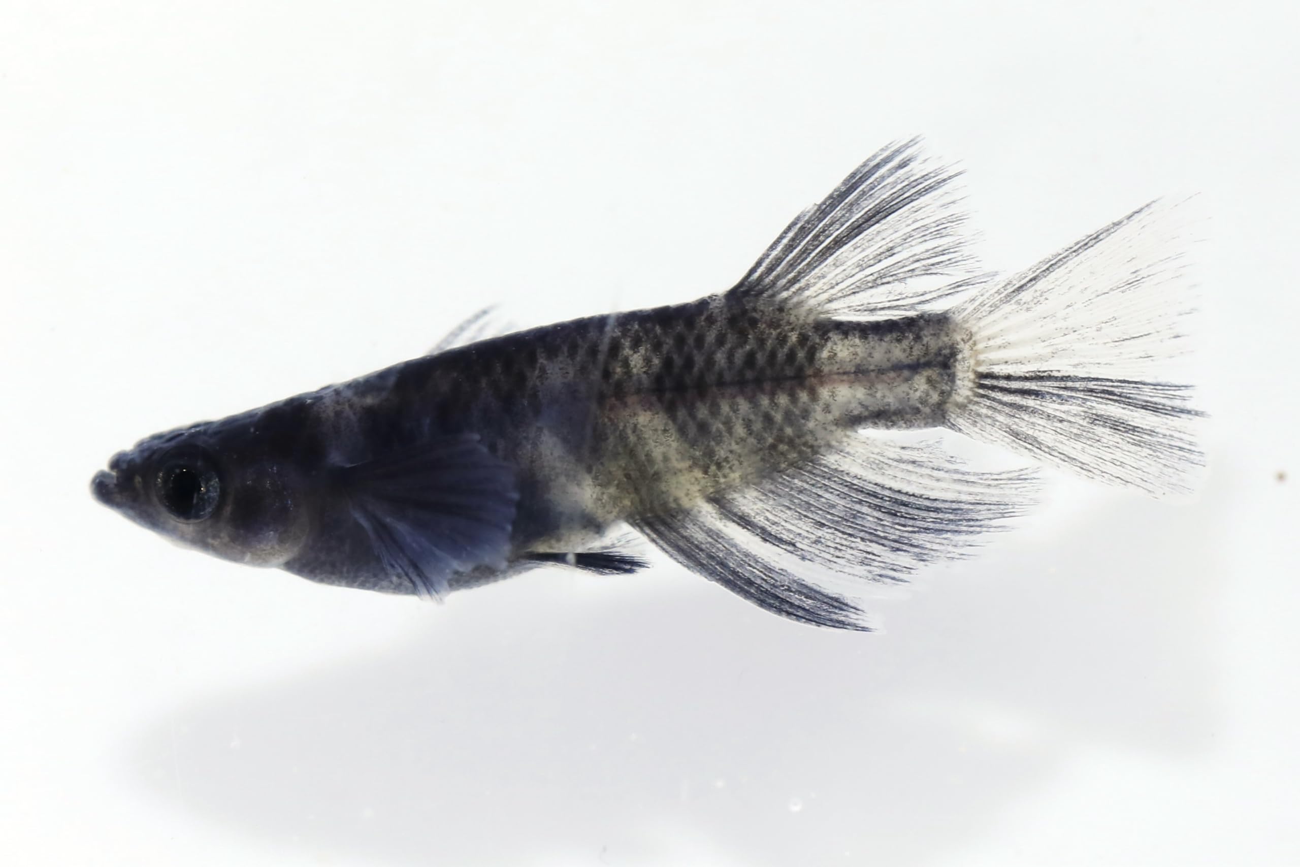 Mua Generic Product [Medaka-no-Yakata] Japanese Ink Realistic Long Fin ...