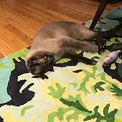 Amazon.com : Babula 2 Piece Cat Toys, Catnip Simulation Plush Fish Toy ...