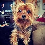 Amazon.com: Sandicast Christmas Ornament, Yorkshire Terrier (Crouching ...